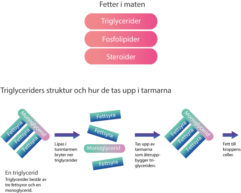 Fett & olja i mat: hur fetter och kolesterol hanteras i kroppen ...