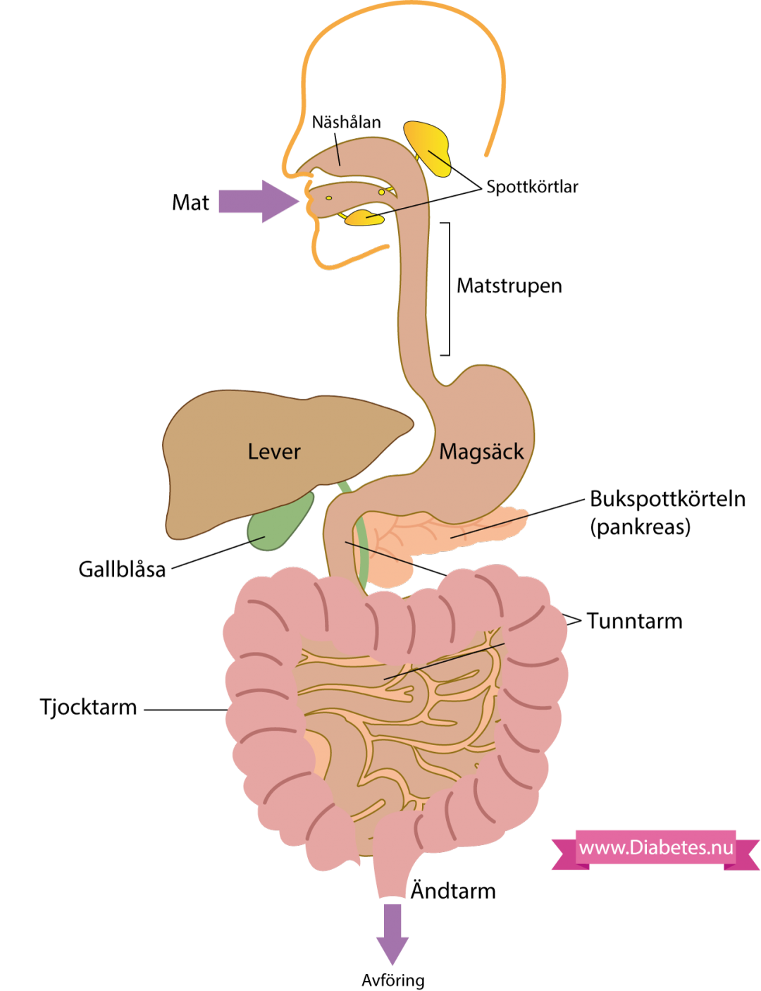 Fetmakirurgi (fetmaoperation, gastric bypass): risker, metoder, effekt ...