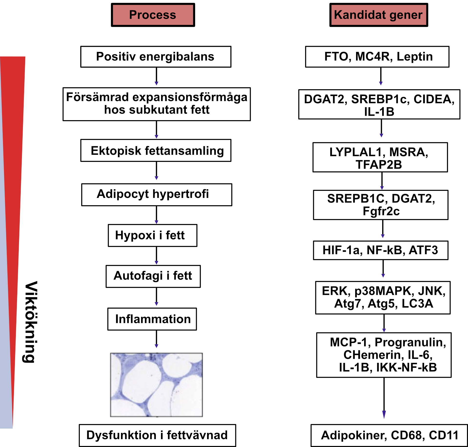 Adipocyter, fettbiologi och koppling till diabetes - Diabetes Sverige